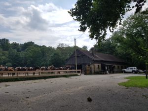 Things To Do At Turkey Run State Park - Turkey Run State Park